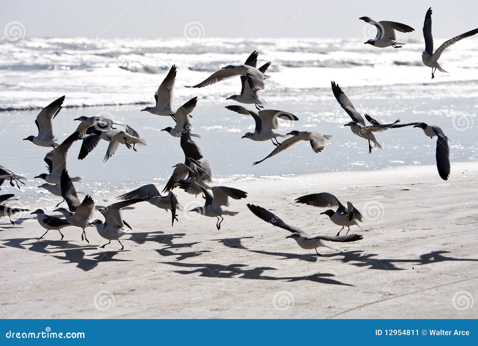 Birds flying at the beach stock image. Image of ocean - 12954811