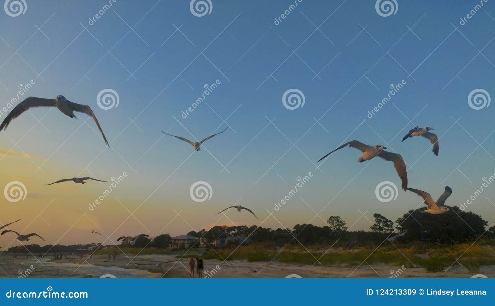 Birds flying at the beach. stock image. Image of soar - 124213309