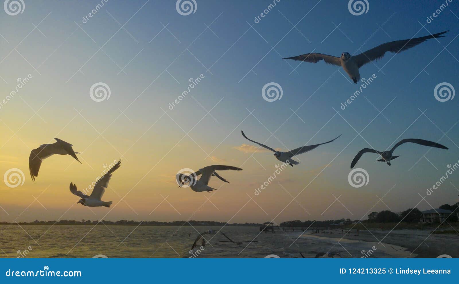 Birds flying at the beach. stock image. Image of calming - 124213325