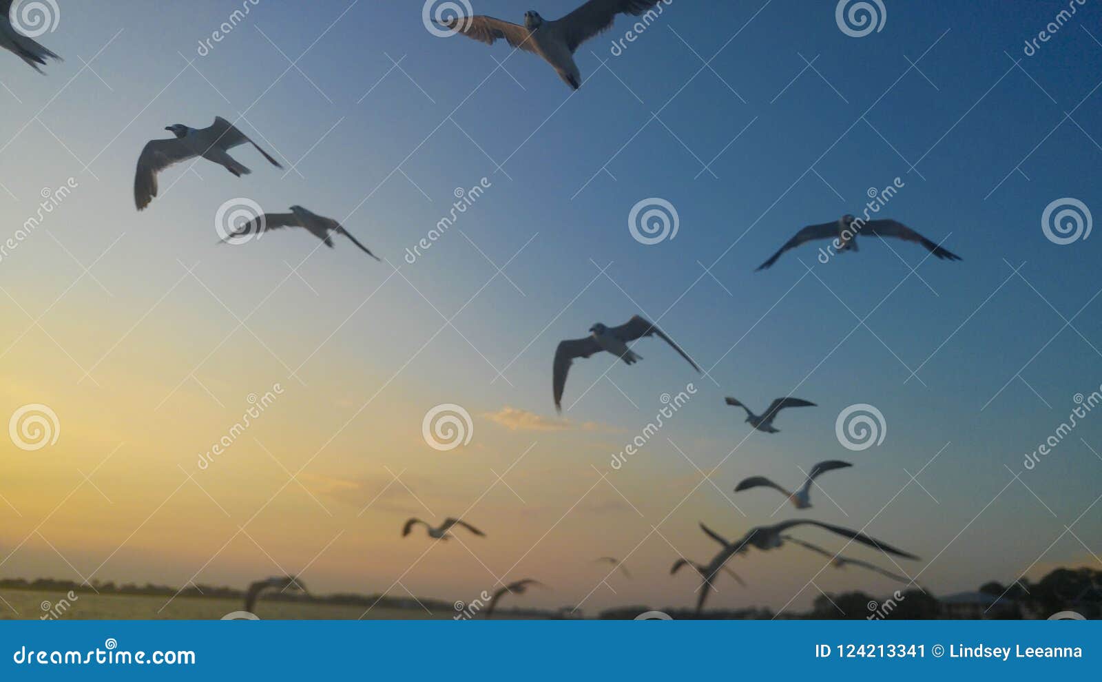 Birds flying at the beach. stock image. Image of water - 124213341