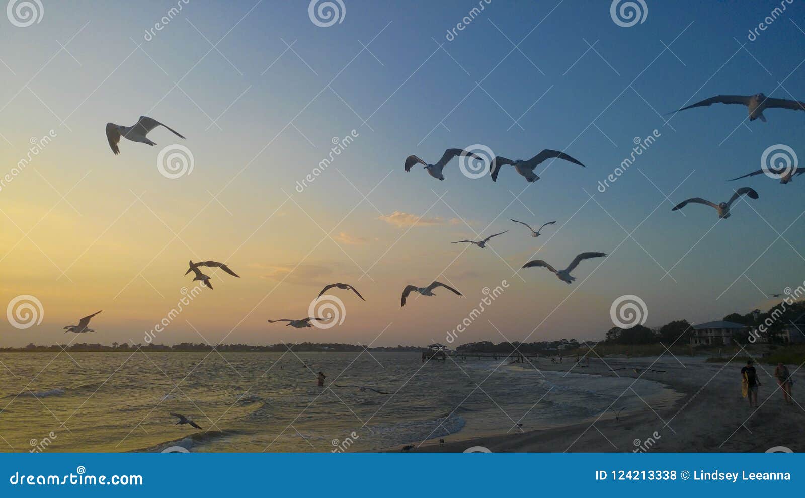 Birds flying at the beach. stock photo. Image of soar - 124213338