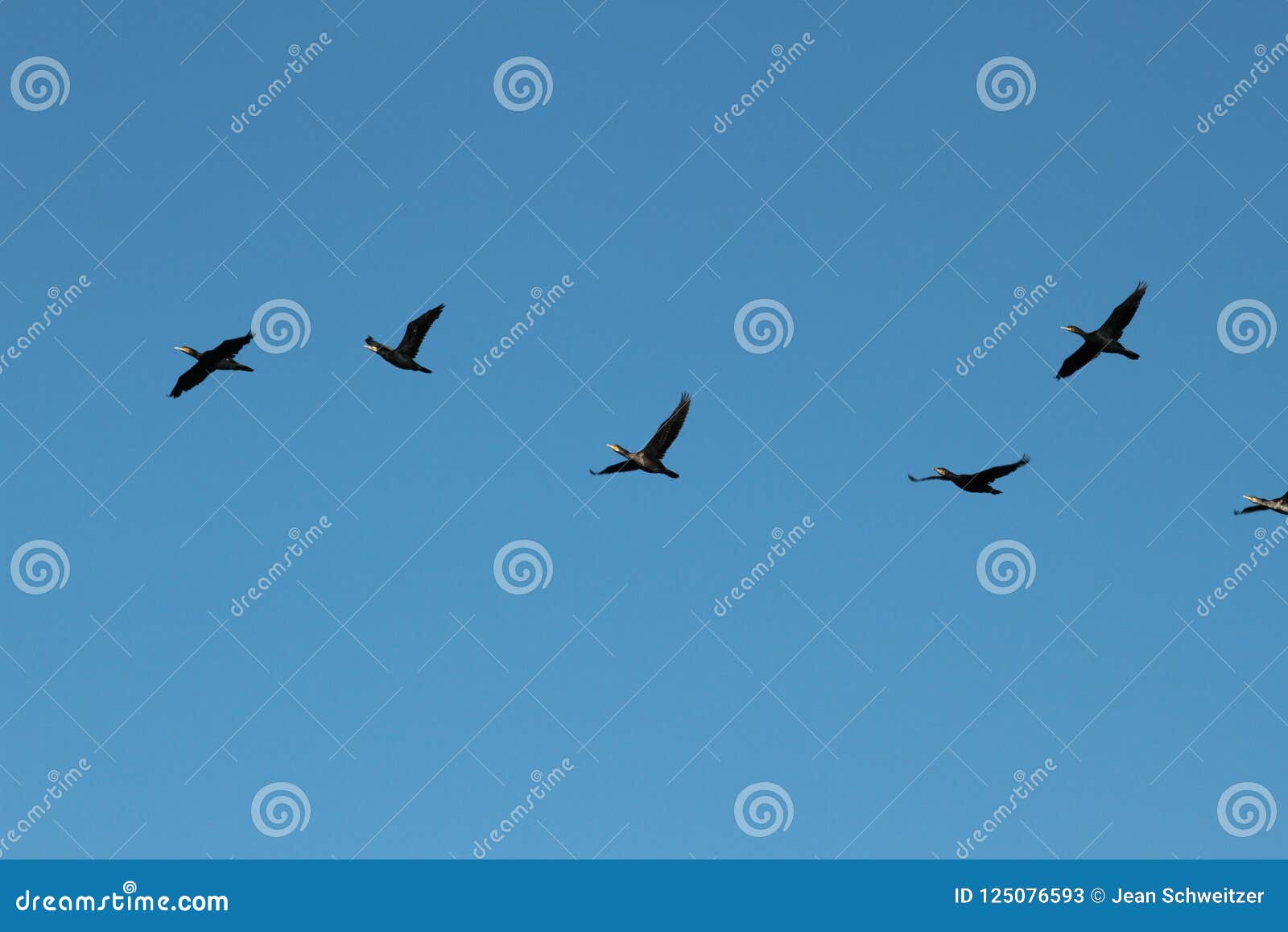 Birds flying stock image. Image of denmark, nature, bird - 125076593