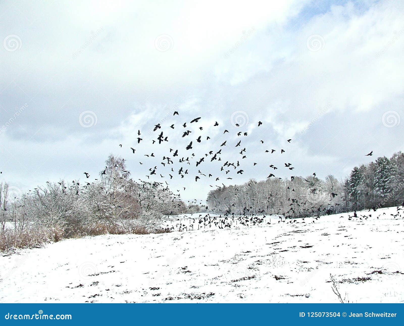 Birds flying stock photo. Image of danish, field, birds - 125073504