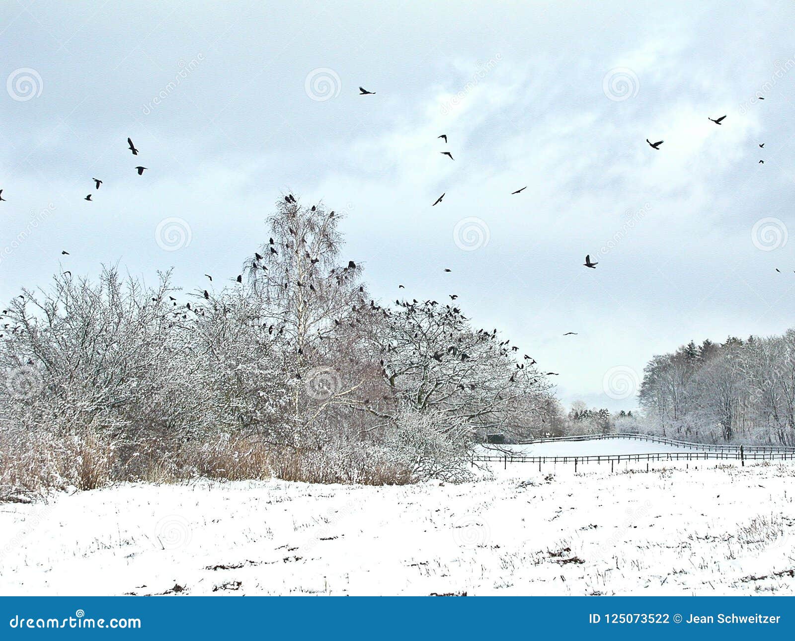 Birds flying stock photo. Image of flying, animal, denmark - 125073522