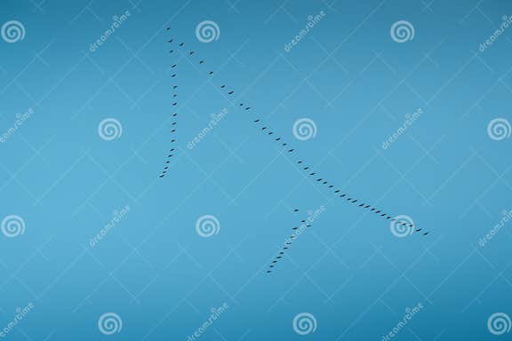Birds Flying through the Blue Sky in Formation Stock Image - Image of ...