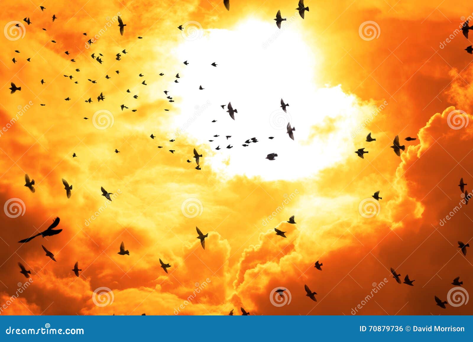 Birds Flying into a Bright Orange Sunset Stock Photo - Image of golden ...