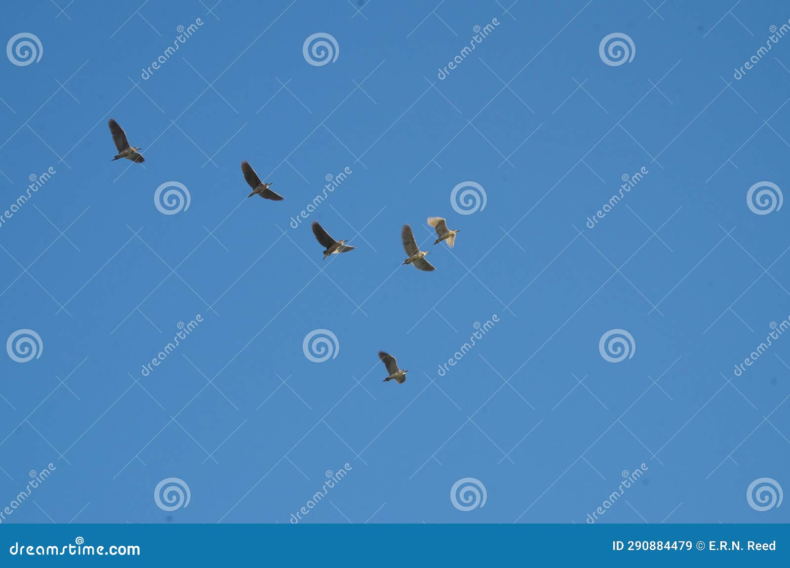 Bird flyby stock image. Image of flying, birds, blue - 290884479