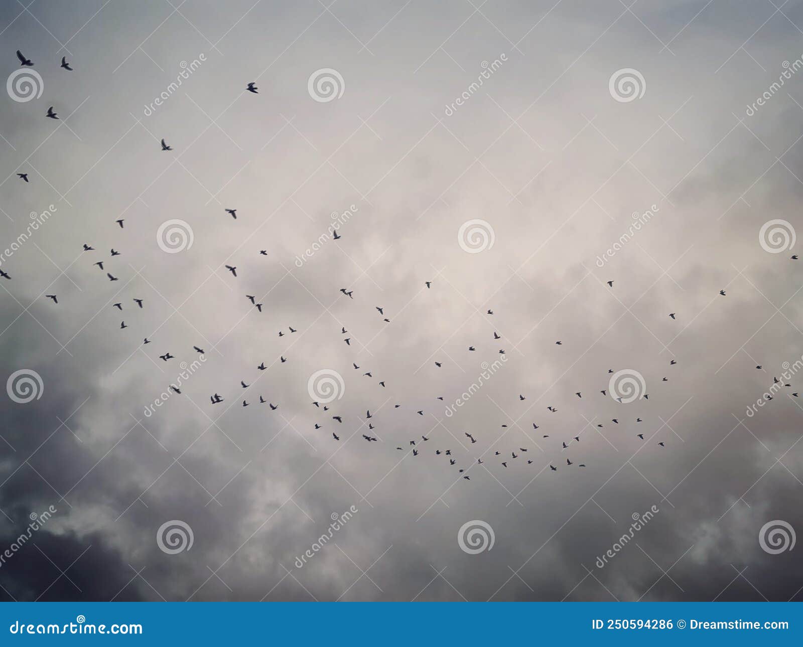 Birds Flying in Cloudy Sky of Toronto Stock Photo - Image of seabird ...