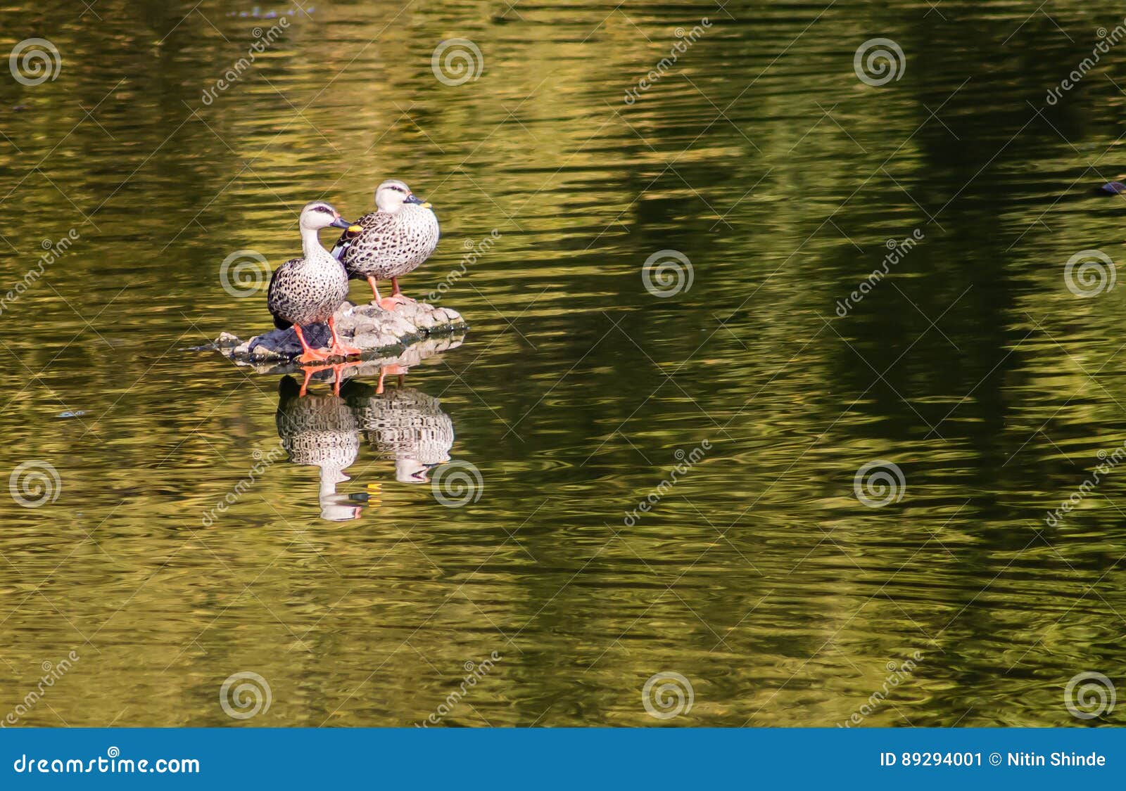 Birds flying daytime stock image. Image of birds, summer - 89294001