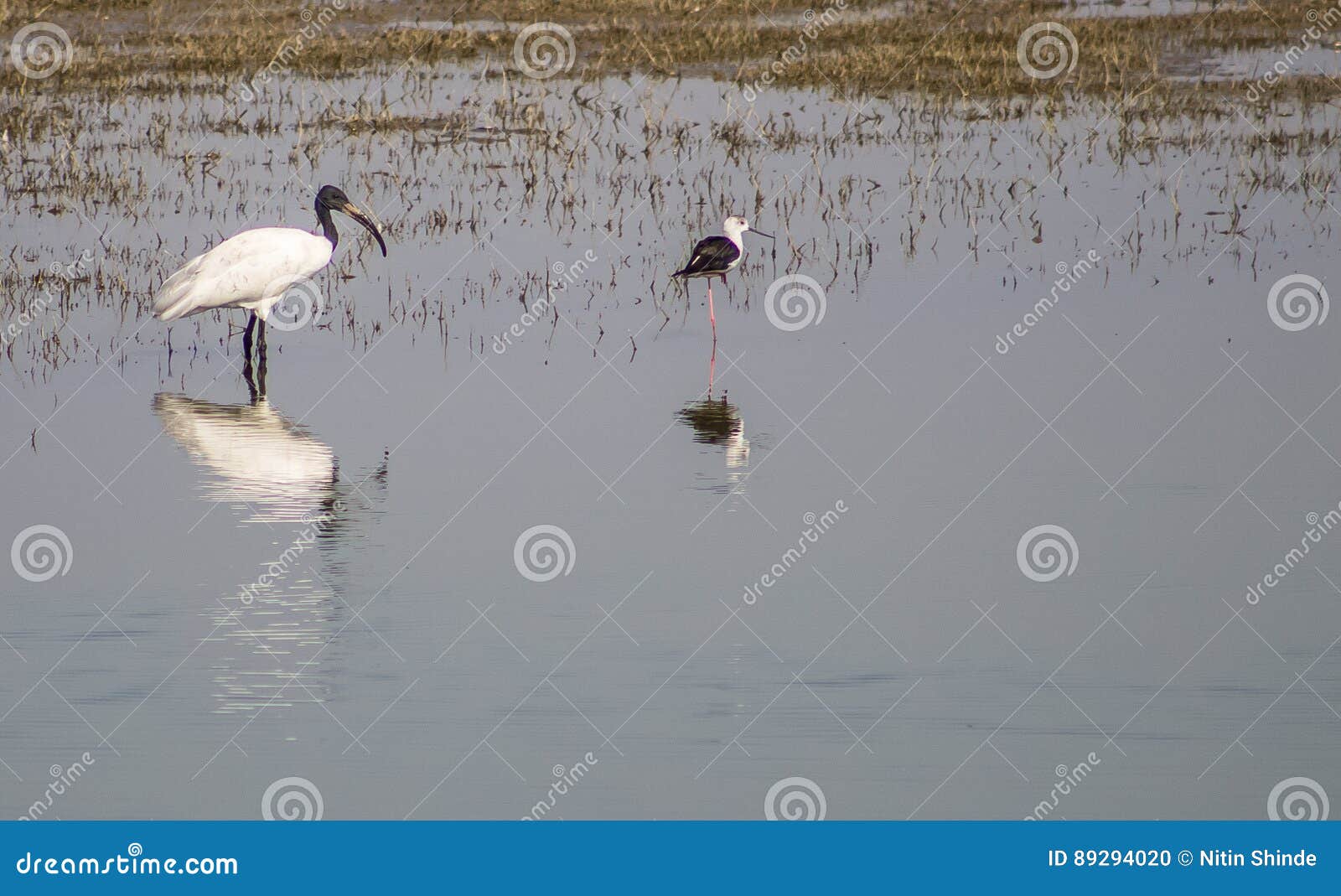 Birds flying daytime stock photo. Image of seabird, reflection - 89294020