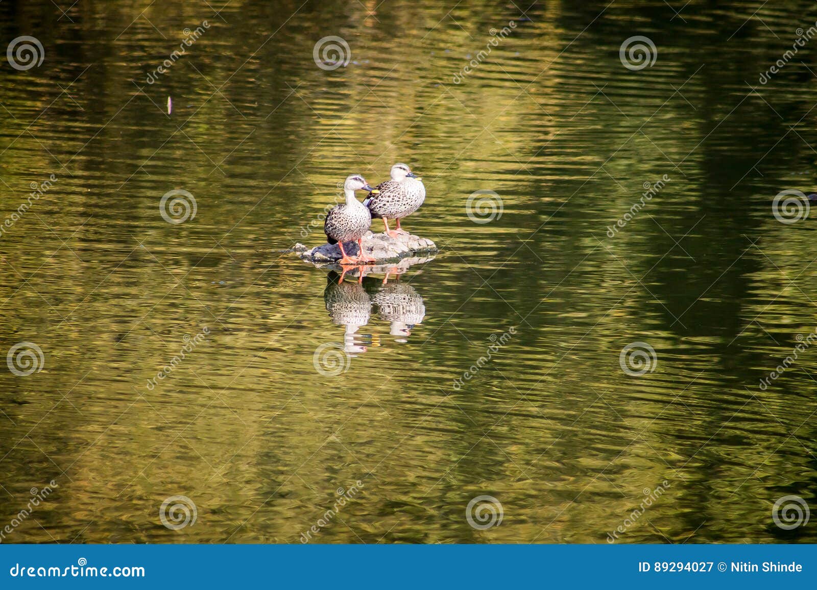 Birds flying daytime stock image. Image of vertebrate - 89294027