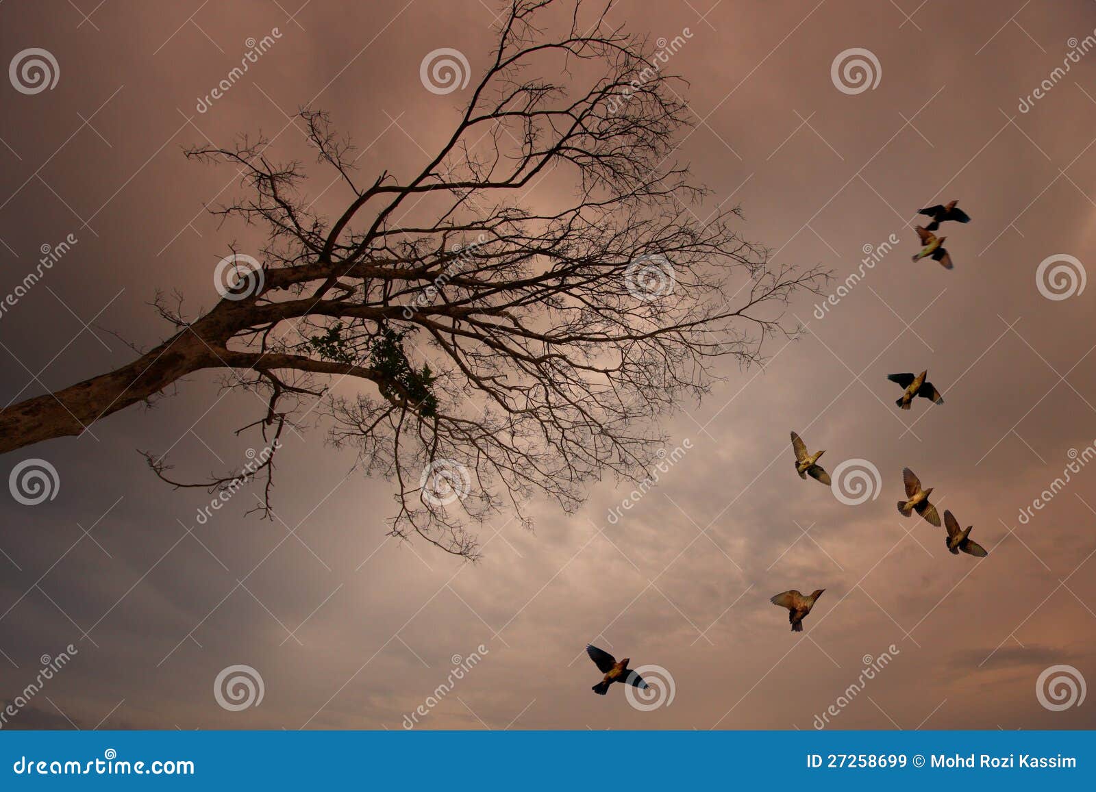 Birds Flying with Dead Tree Stock Image - Image of beach, tree: 27258699