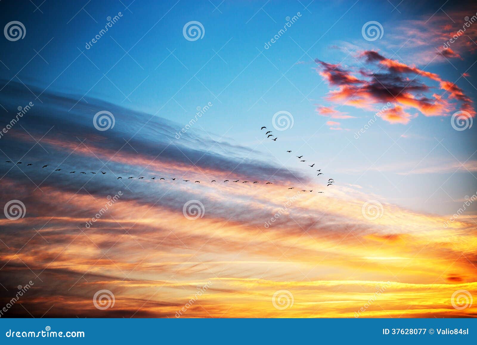 Birds Flying in Dramatic Blue Sky, Sunset Shot Stock Image - Image of ...
