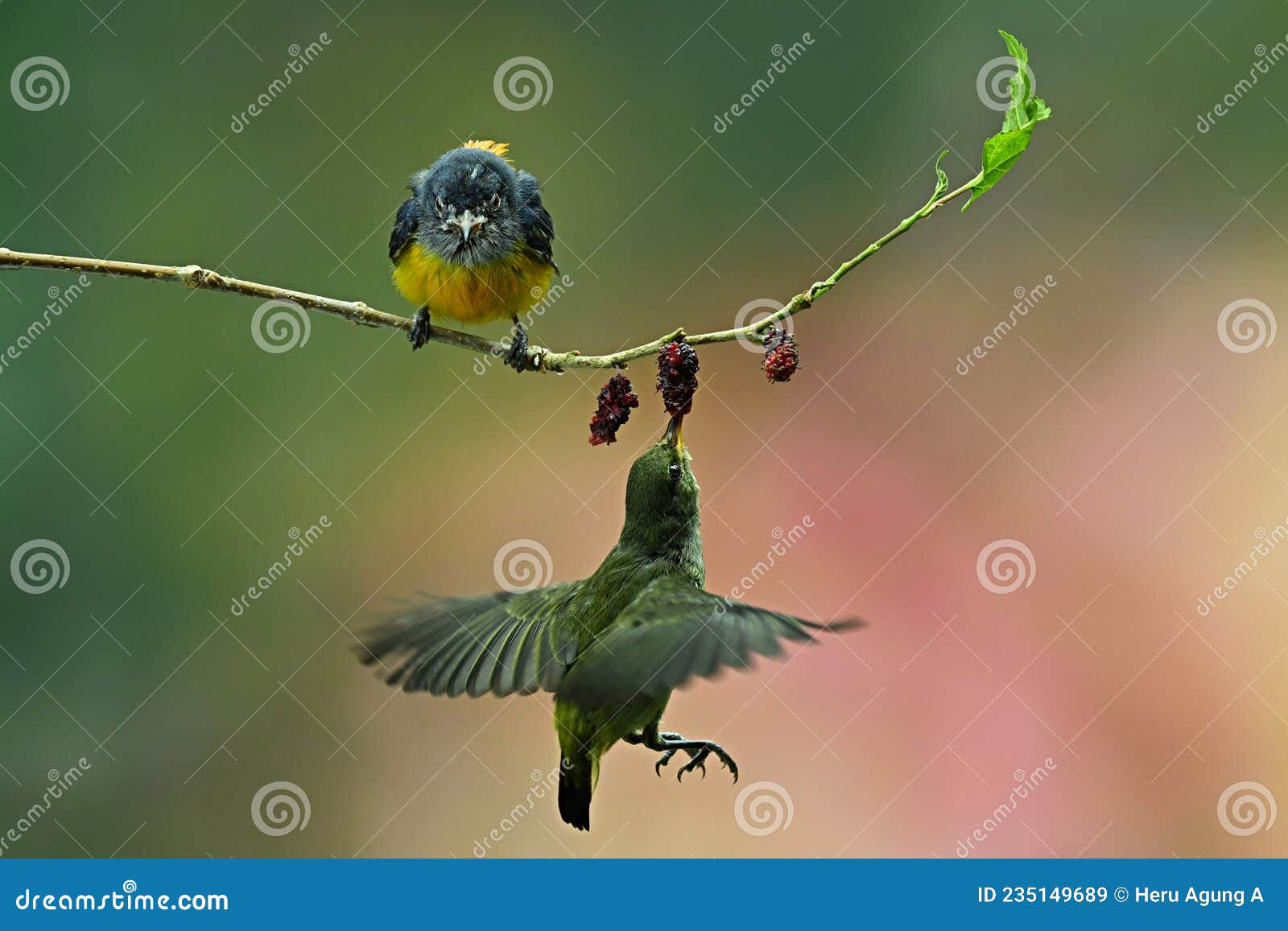Birds are Flying while Eating Fruit Stock Image - Image of birdhunting ...