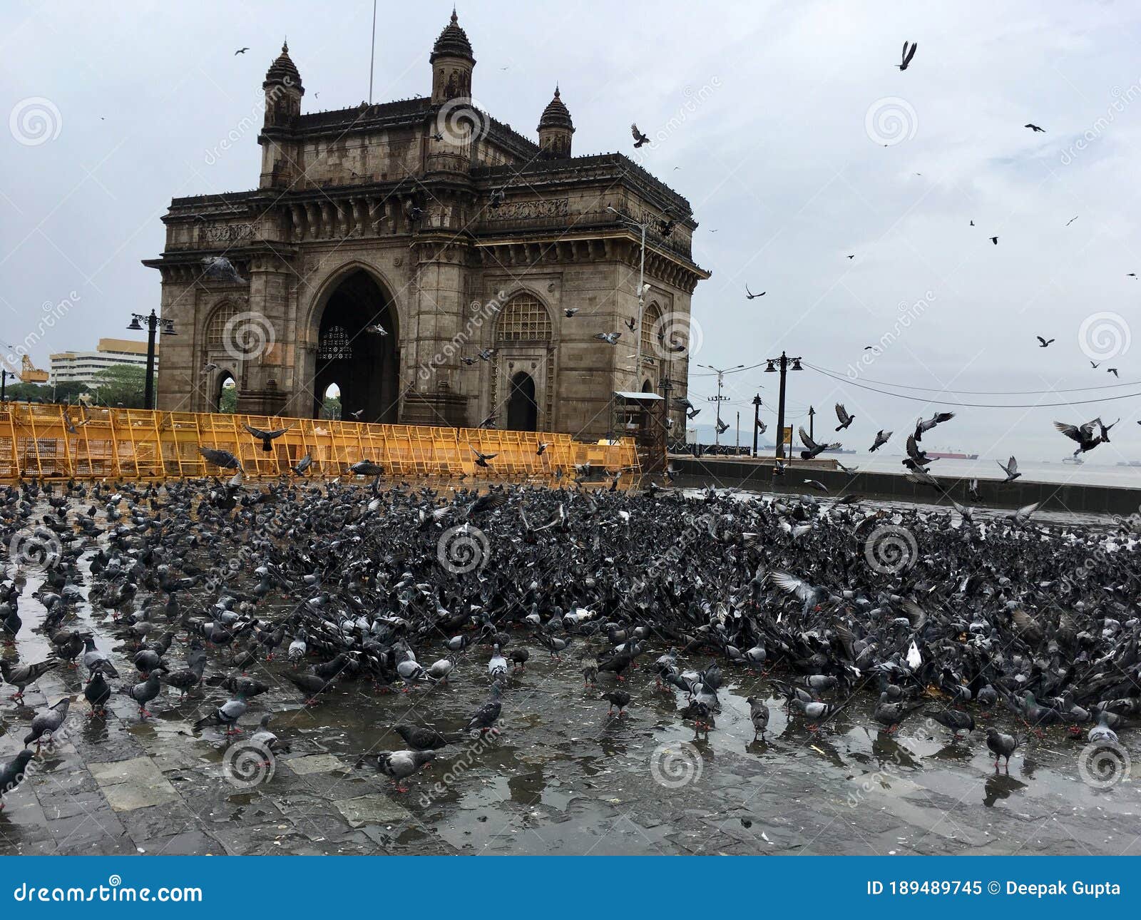 Birds are Flying and Eating Their Food. Stock Image - Image of food ...