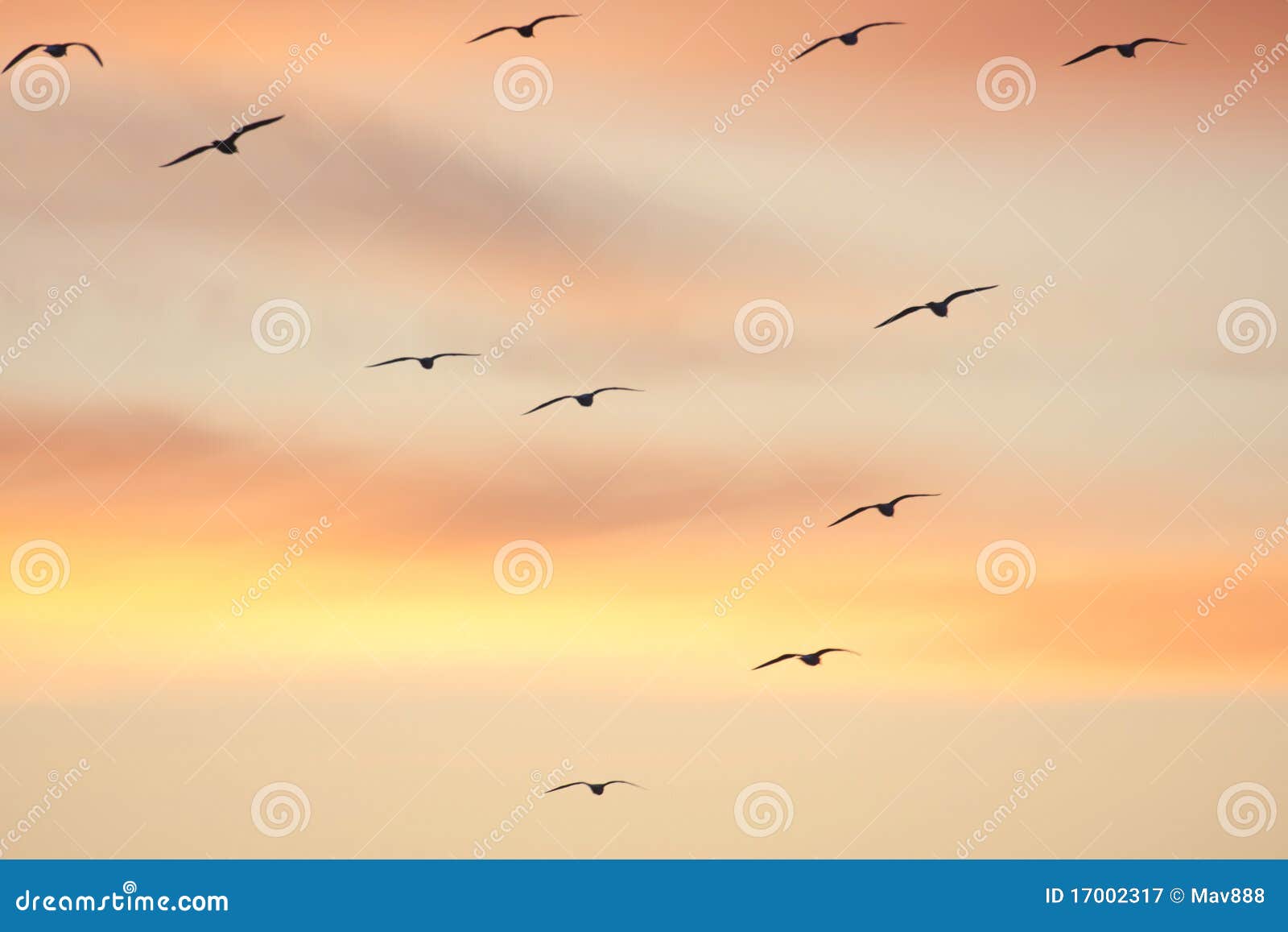 Birds flying in formation stock image. Image of bright - 17002317
