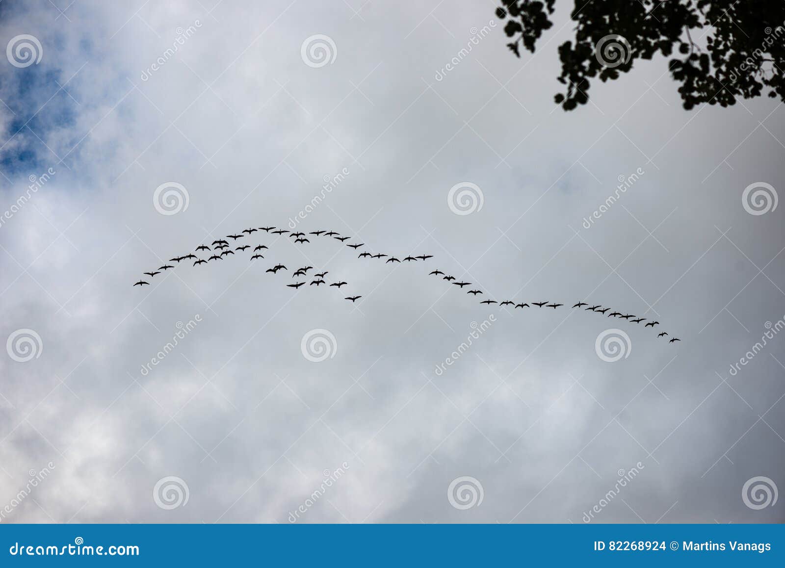 Birds flying in formation stock photo. Image of portfolio - 82268924