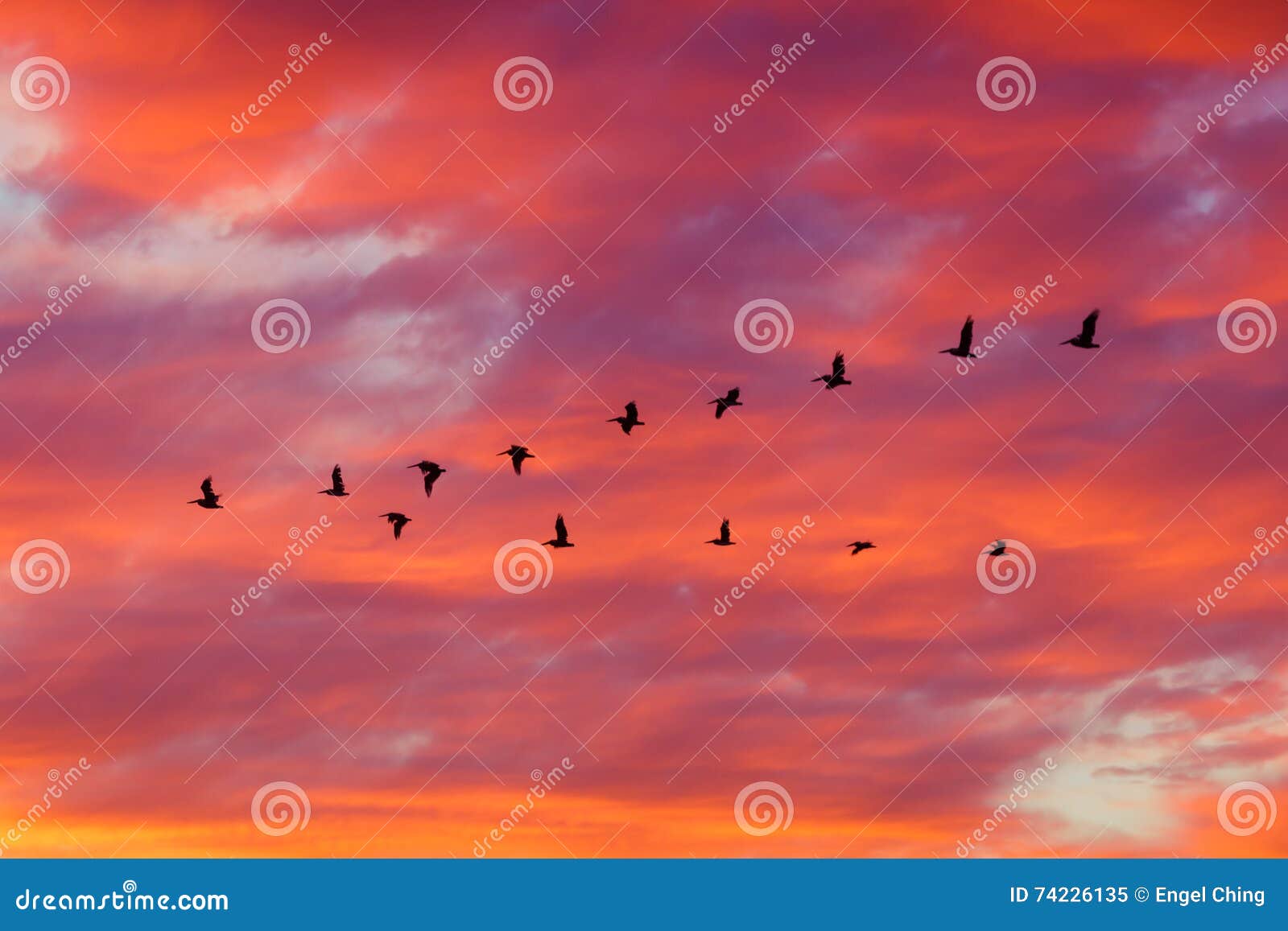 Birds Flying in Formation at Sunset Stock Image - Image of burn, nature ...