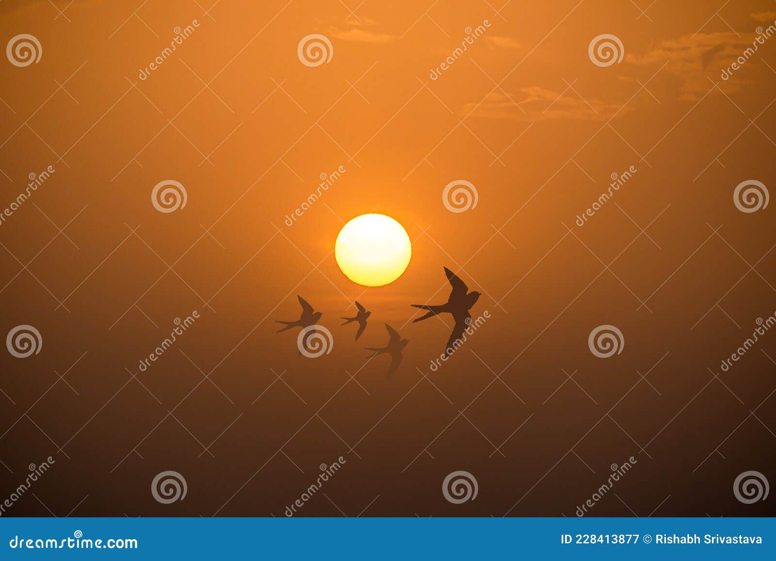 Birds Flying in Front of the Setting Sun Stock Image - Image of sunrise ...