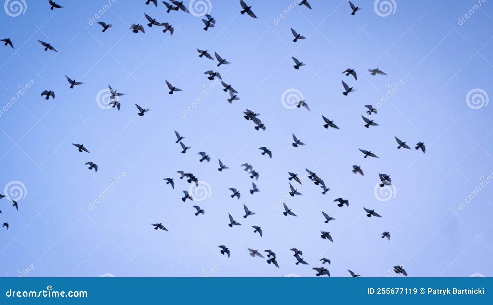 Birds Flying in Group Over Head Stock Image - Image of calligraphy ...