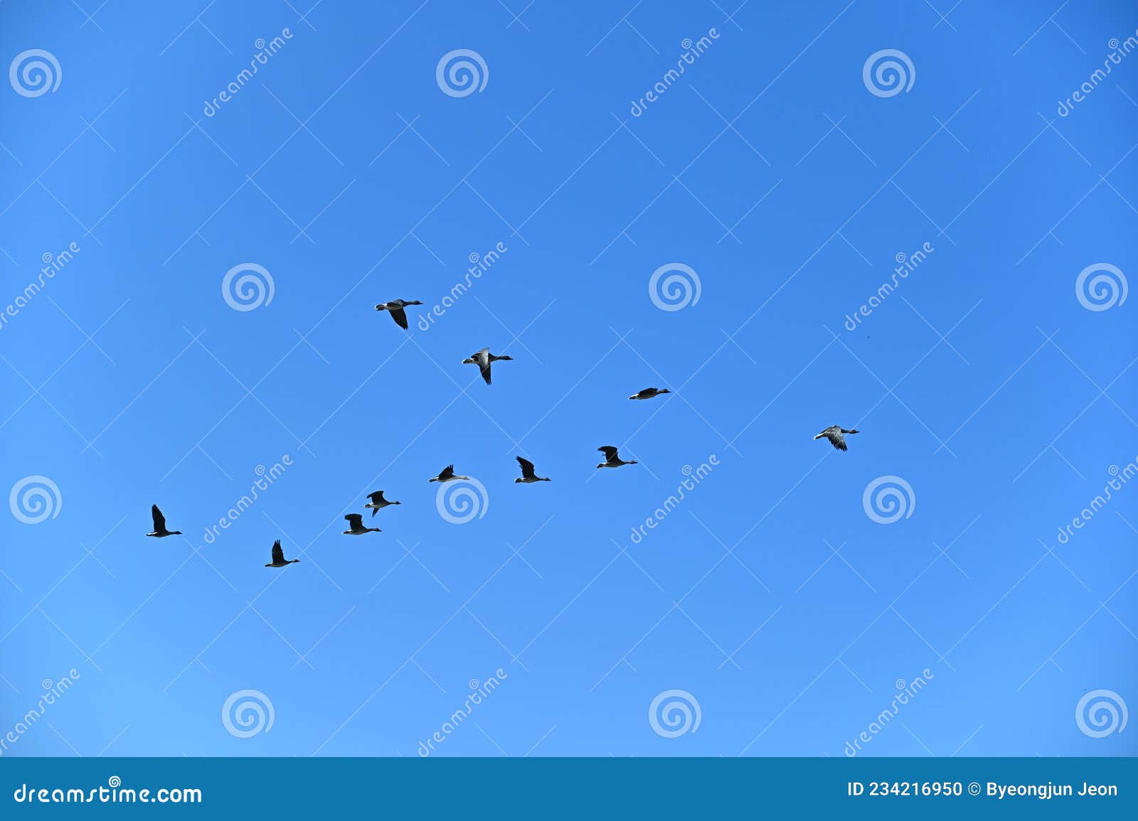 Birds Flying in Groups in the Sky Stock Photo - Image of wild, seabird ...