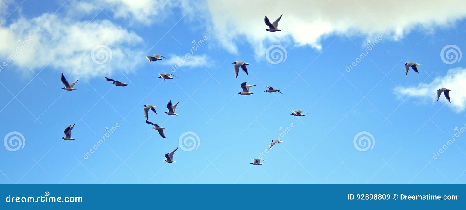 Birds flying high stock image. Image of birch, glar, fayen - 92898809