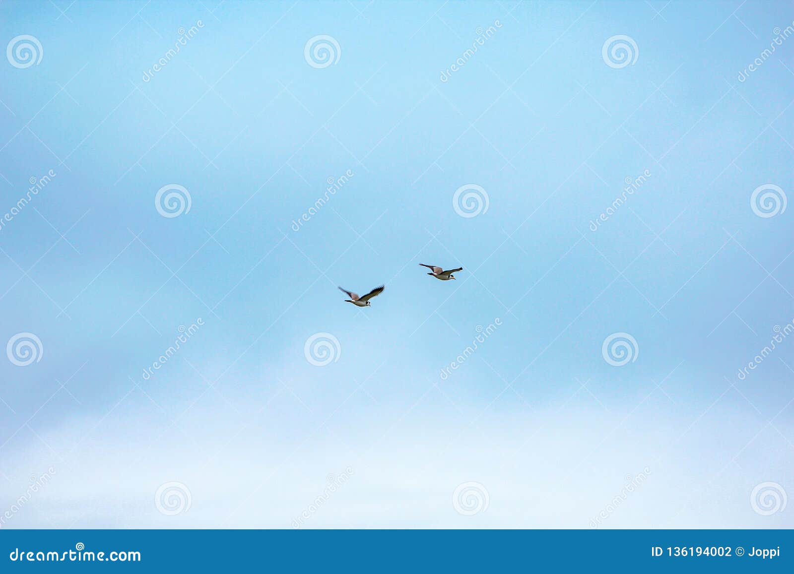 Birds Flying High in the Sky Stock Photo - Image of birds, island ...