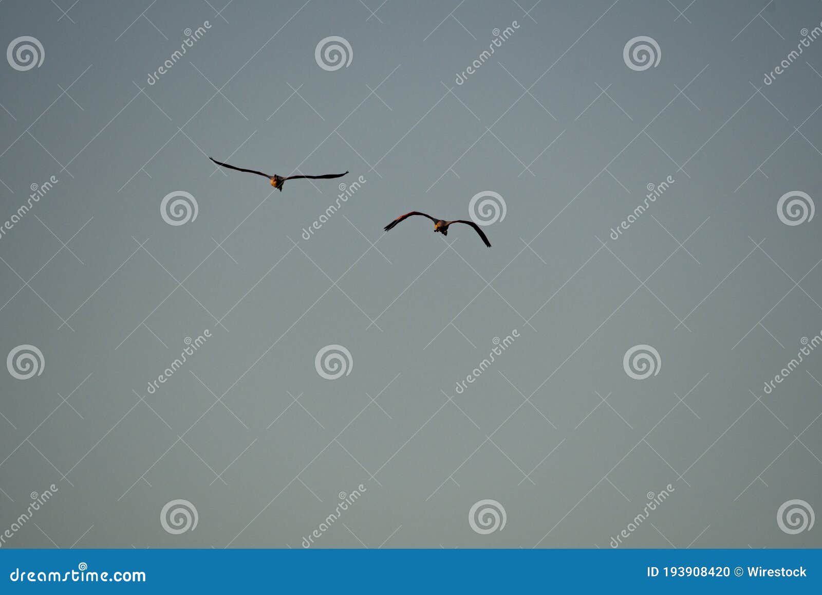 Birds Flying High in the Sky Stock Photo - Image of wilderness, wild ...