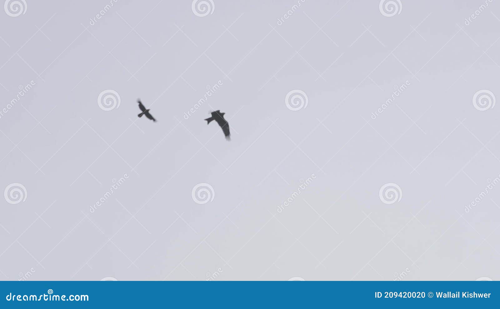 Birds Flying High Up in the Sky, Birds Chasing One Another during a ...