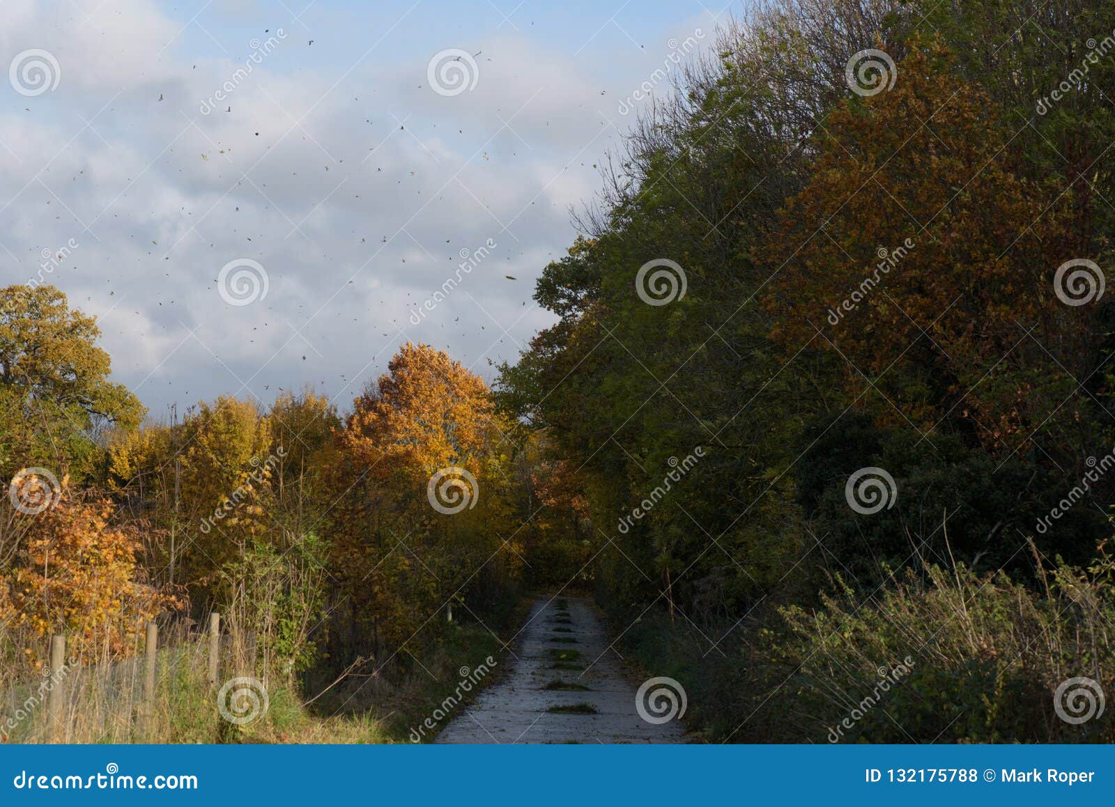 Birds Flying and Leaves Blowing in the Wind Stock Photo - Image of wind ...