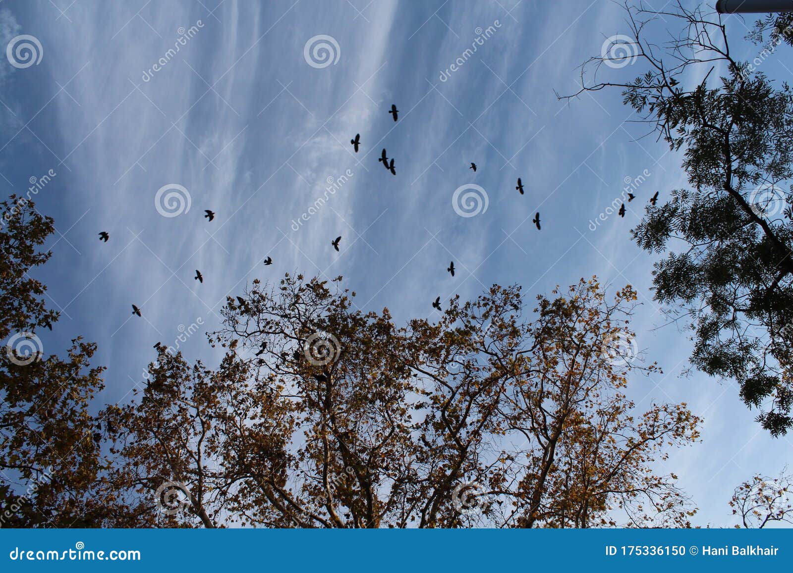 Birds Flying Over the Forest Stock Photo - Image of high, gathering ...