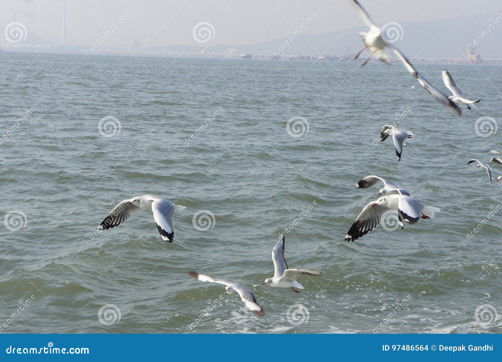 Birds flying over an ocean stock photo. Image of rough - 97486564