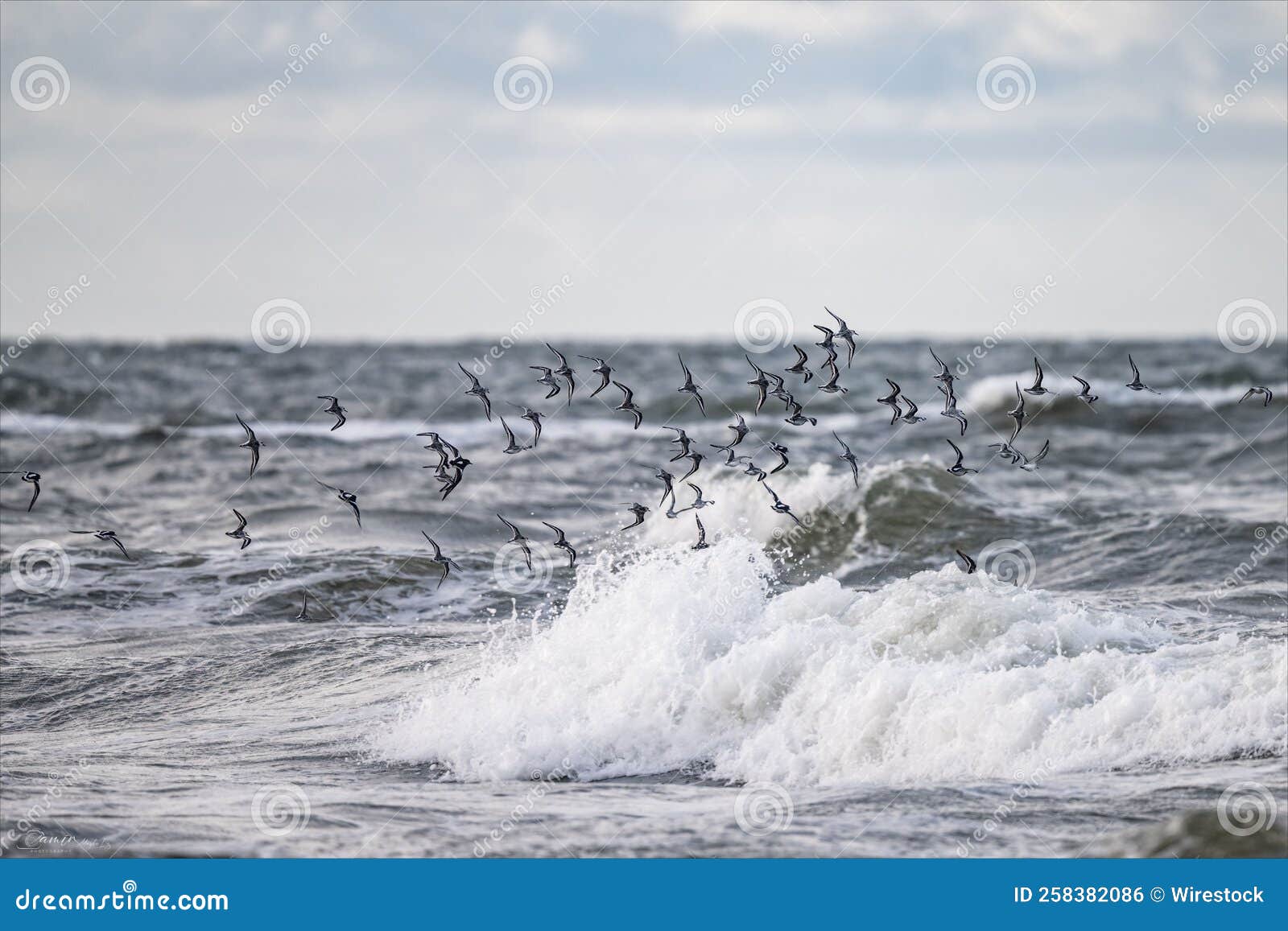 Birds Flying Over the Ocean with Waves. Stock Photo - Image of seascape ...