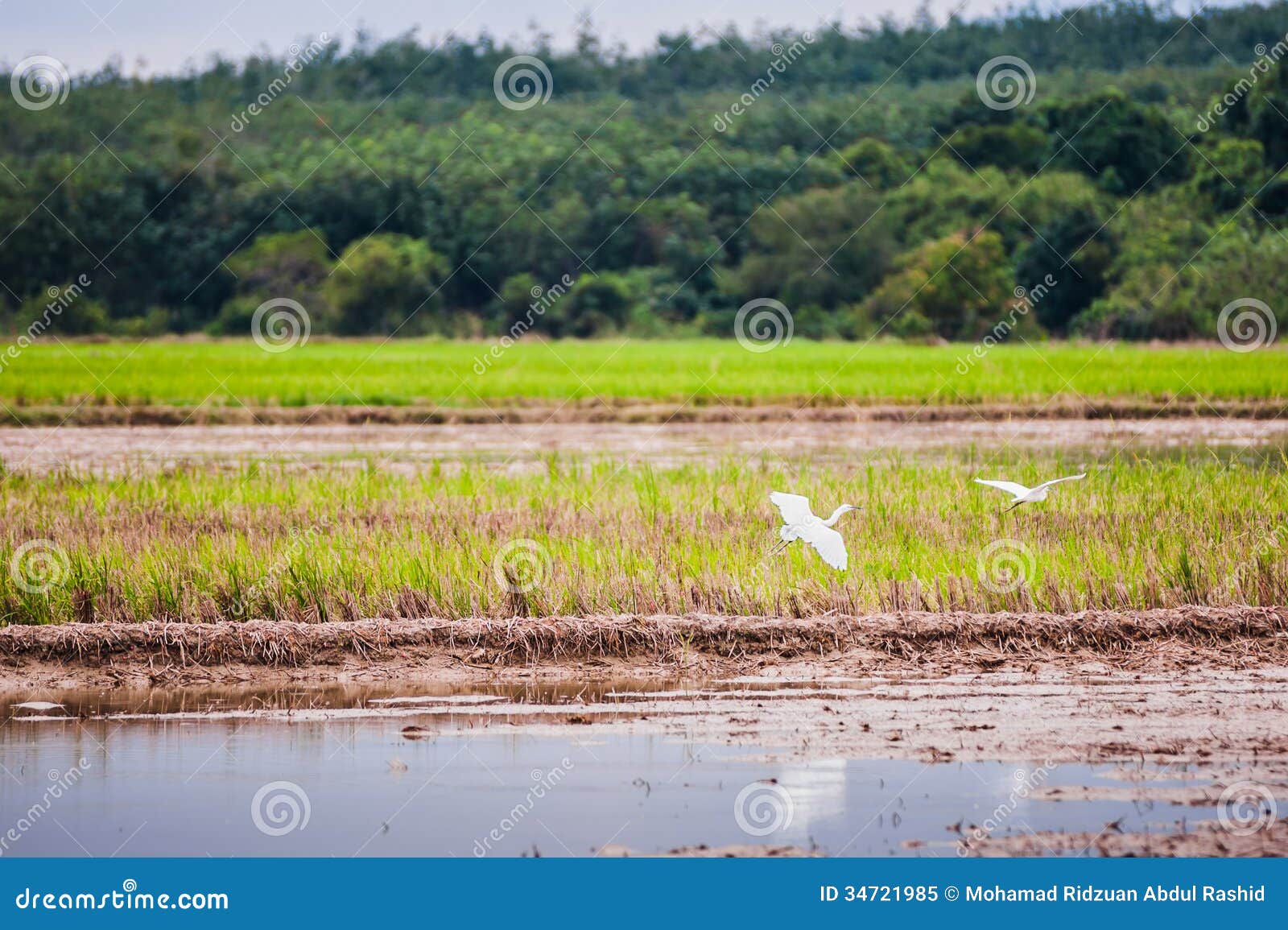 Birds Flying Over Padi Field Stock Image - Image of stalk, animals ...