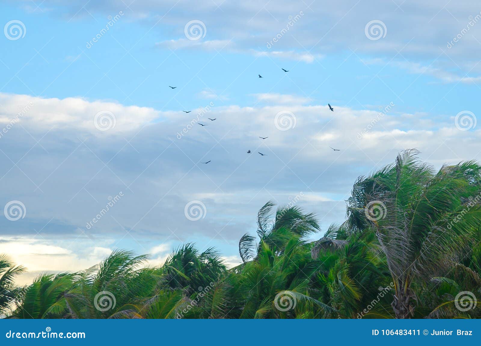 Birds Flying Over Palm Trees By The Beach Stock Image - Image of black ...