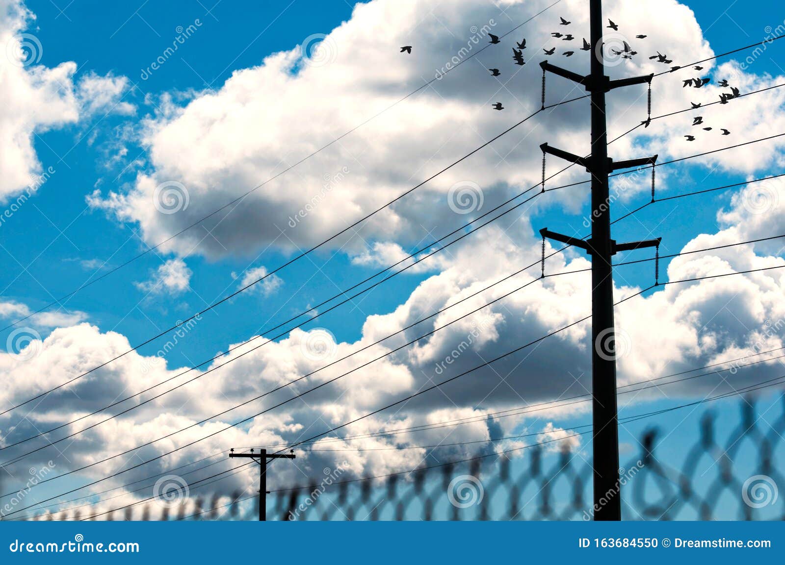 Birds Flying Over Power Lines in a Blue Cloudy Sky Stock Photo - Image ...