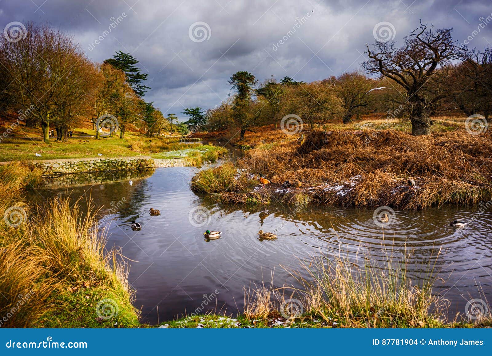 Birds Flying Over a River in HDR Stock Photo - Image of sunset, night ...