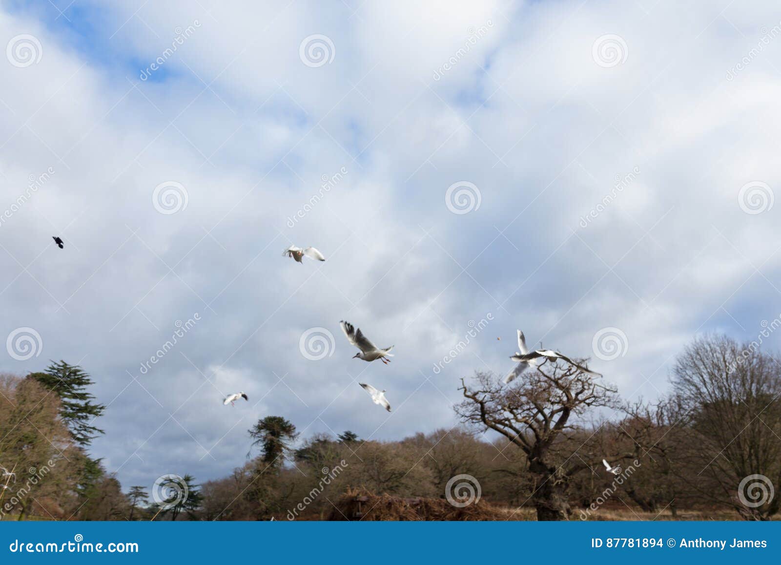 Birds flying over a river stock photo. Image of brown - 87781894