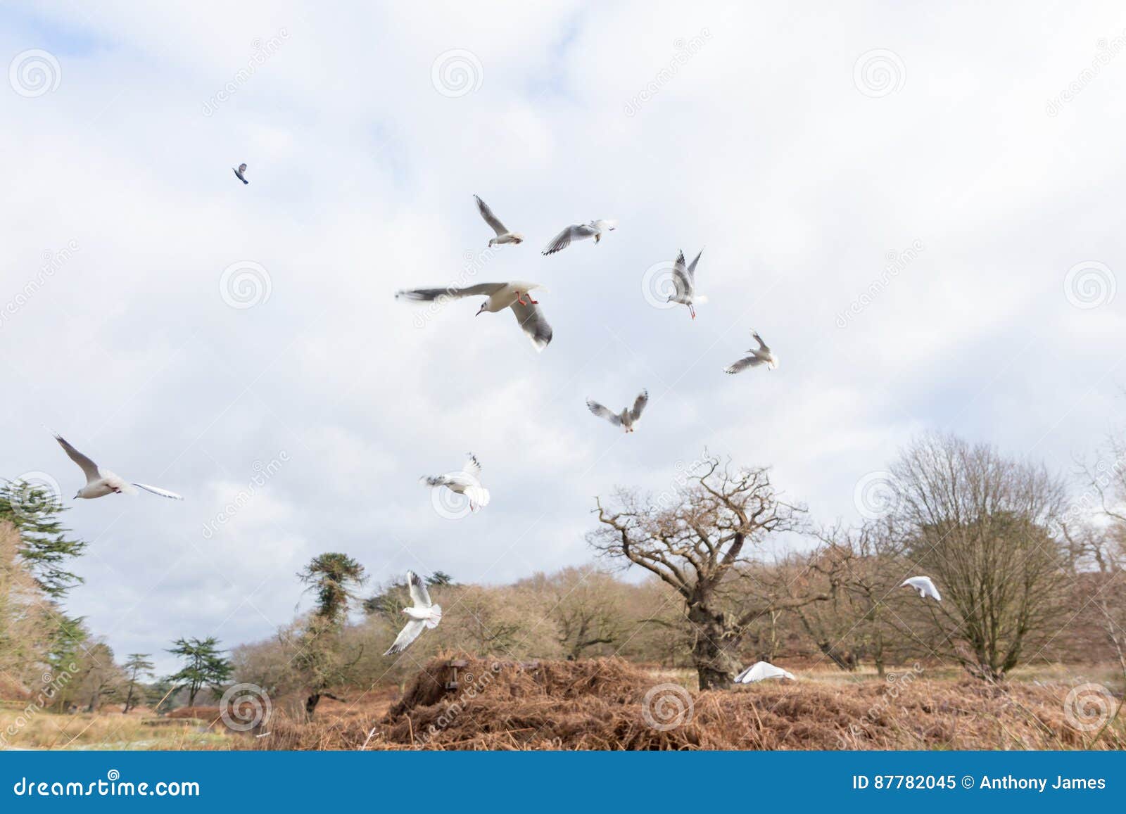 Birds flying over a river stock image. Image of portrait - 87782045