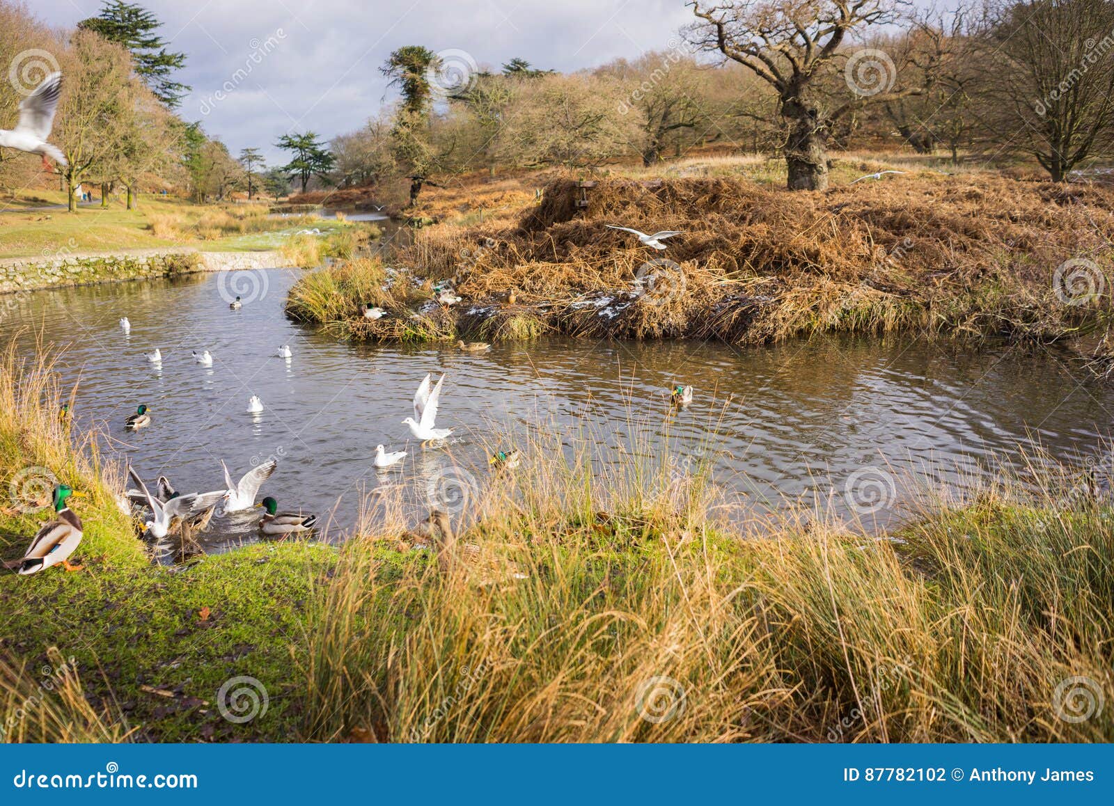 Birds flying over a river stock photo. Image of sunset - 87782102