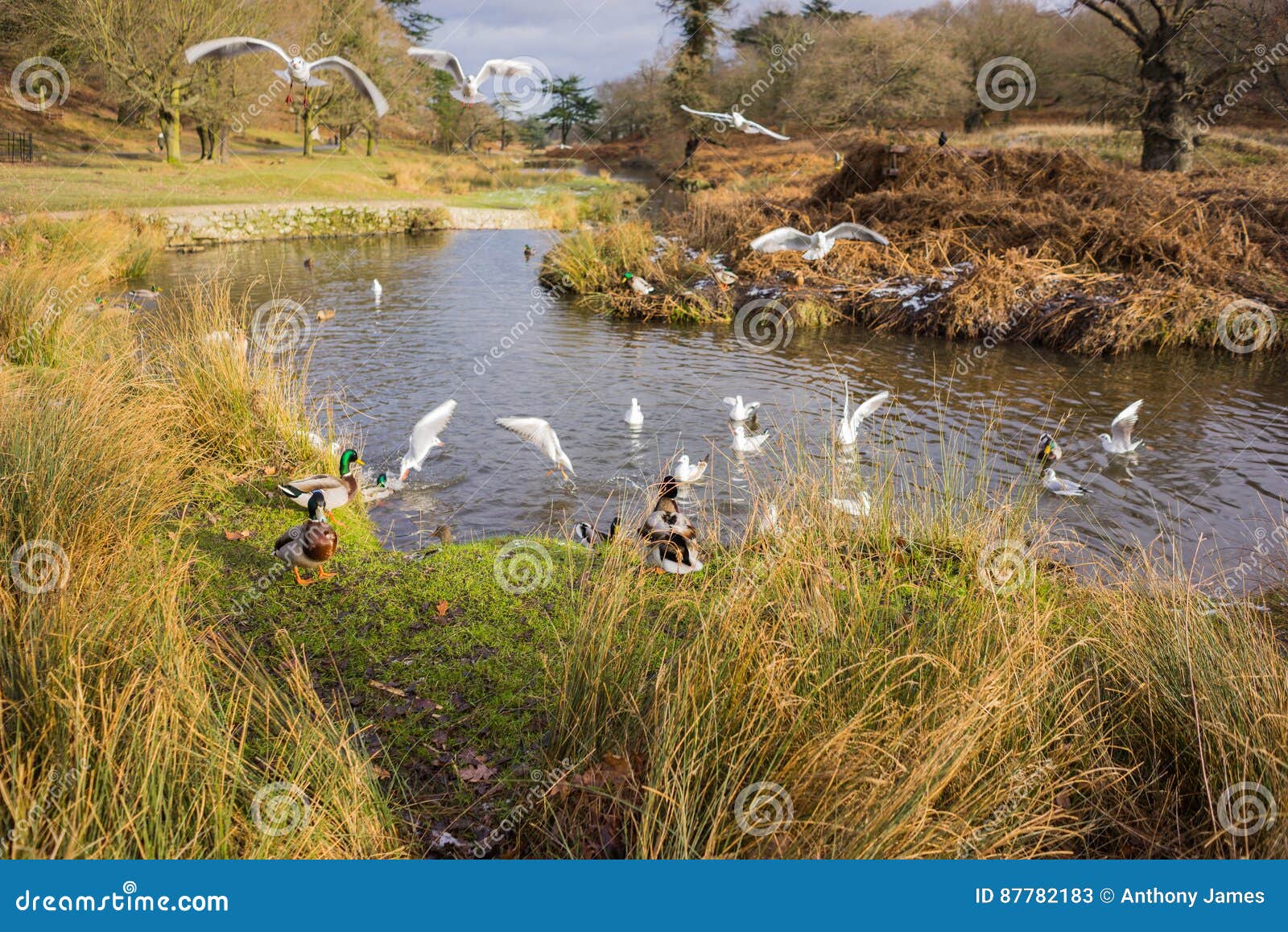 Birds flying over a river stock image. Image of countryside - 87782183