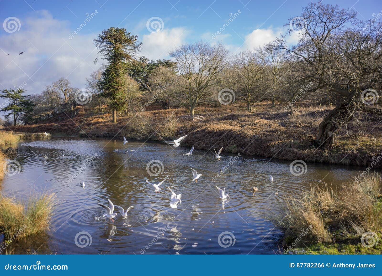 Birds flying over a river stock photo. Image of path - 87782266