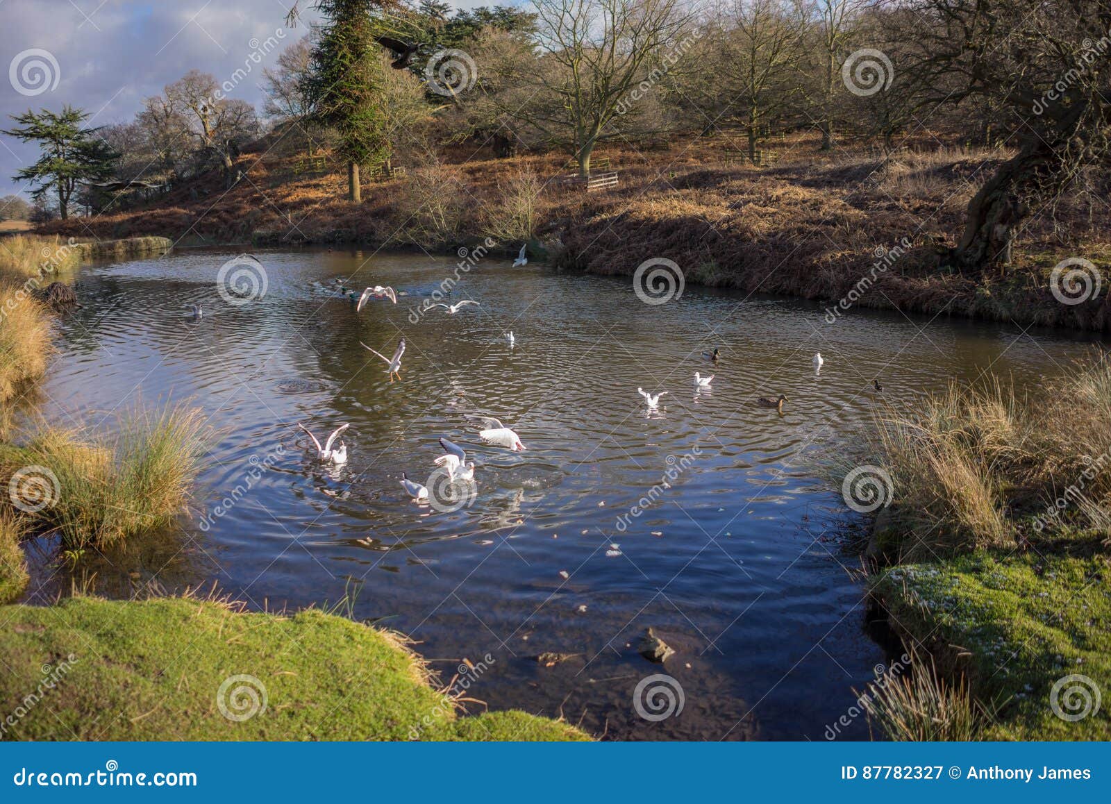 Birds flying over a river stock image. Image of countryside - 87782327
