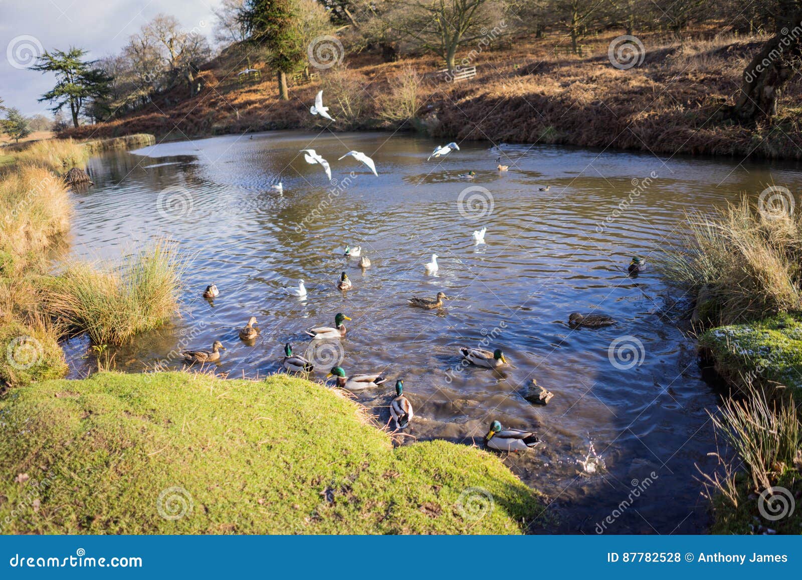 Birds flying over a river stock photo. Image of path - 87782528