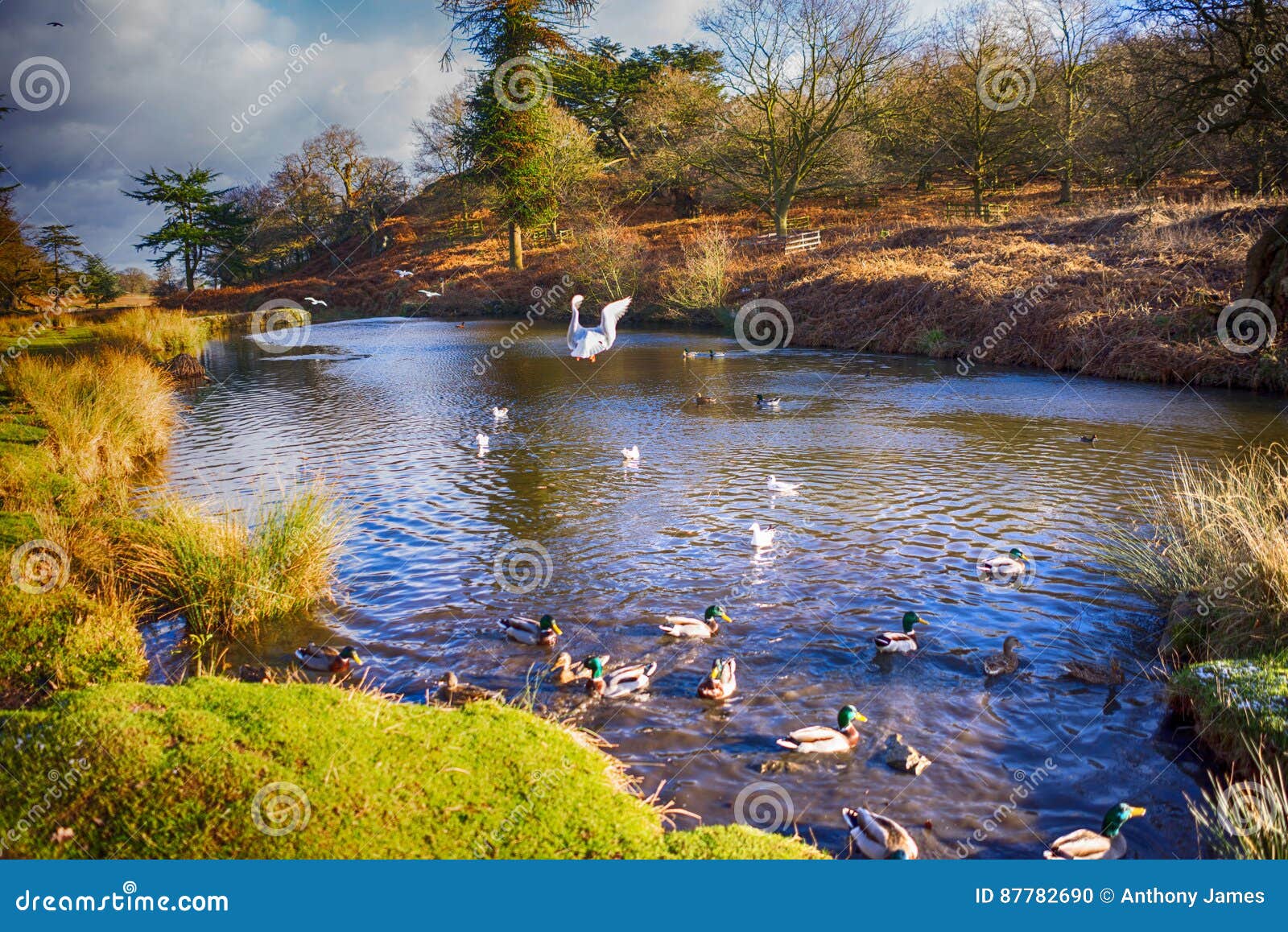 Birds flying over a river stock photo. Image of water - 87782690