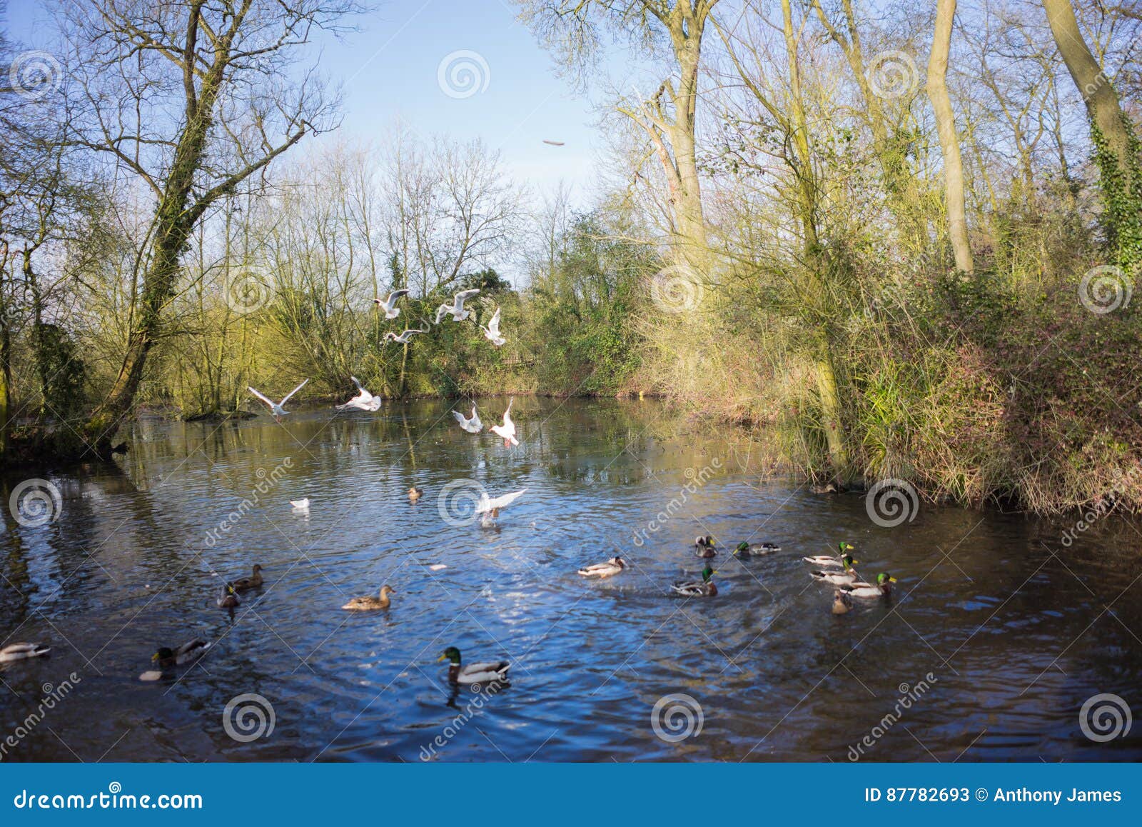 Birds flying over a river stock image. Image of night - 87782693