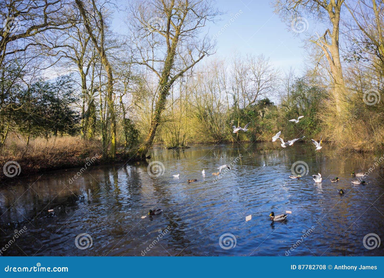 Birds flying over a river stock photo. Image of lake - 87782708