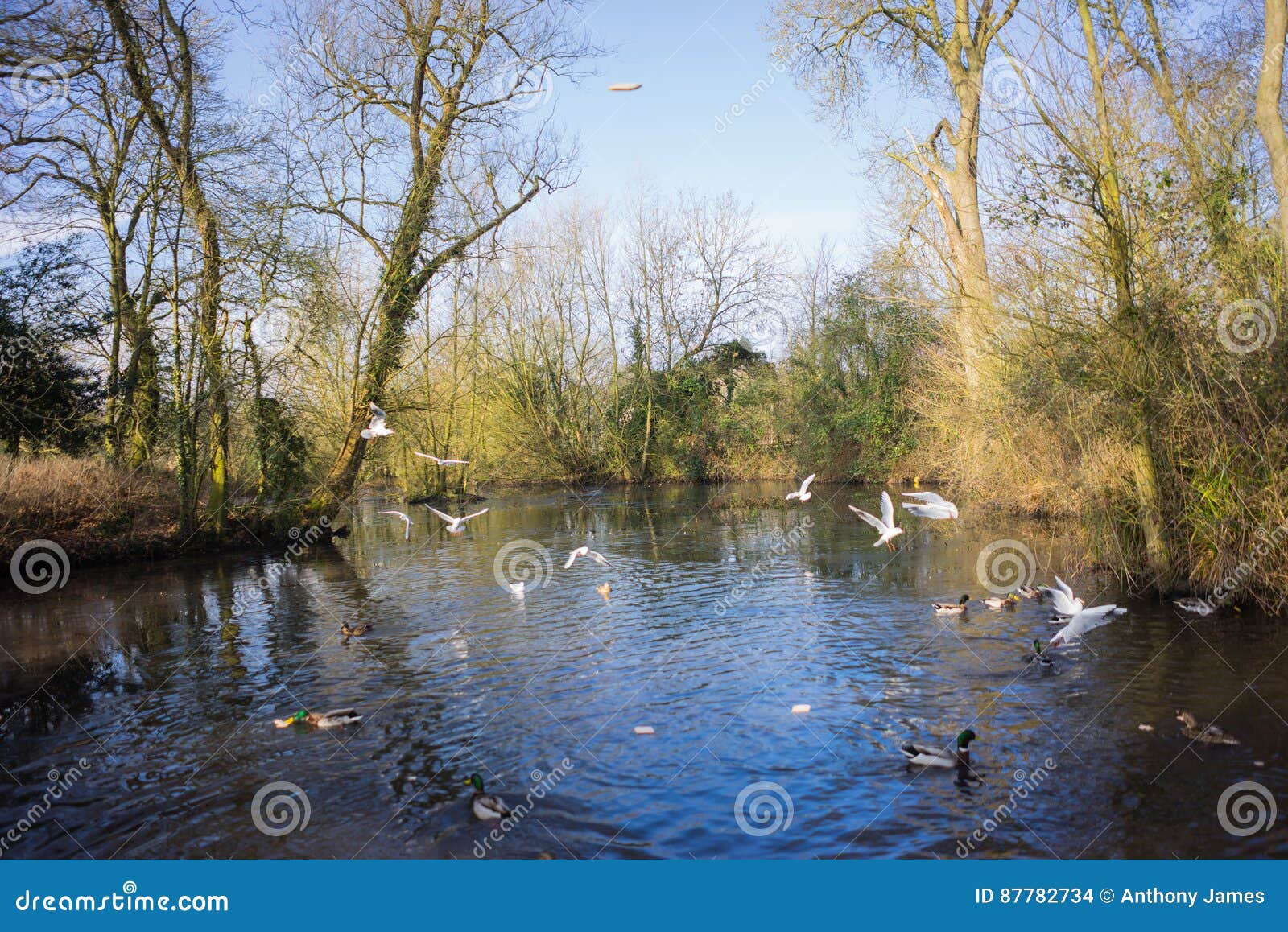 Birds flying over a river stock photo. Image of lake - 87782734