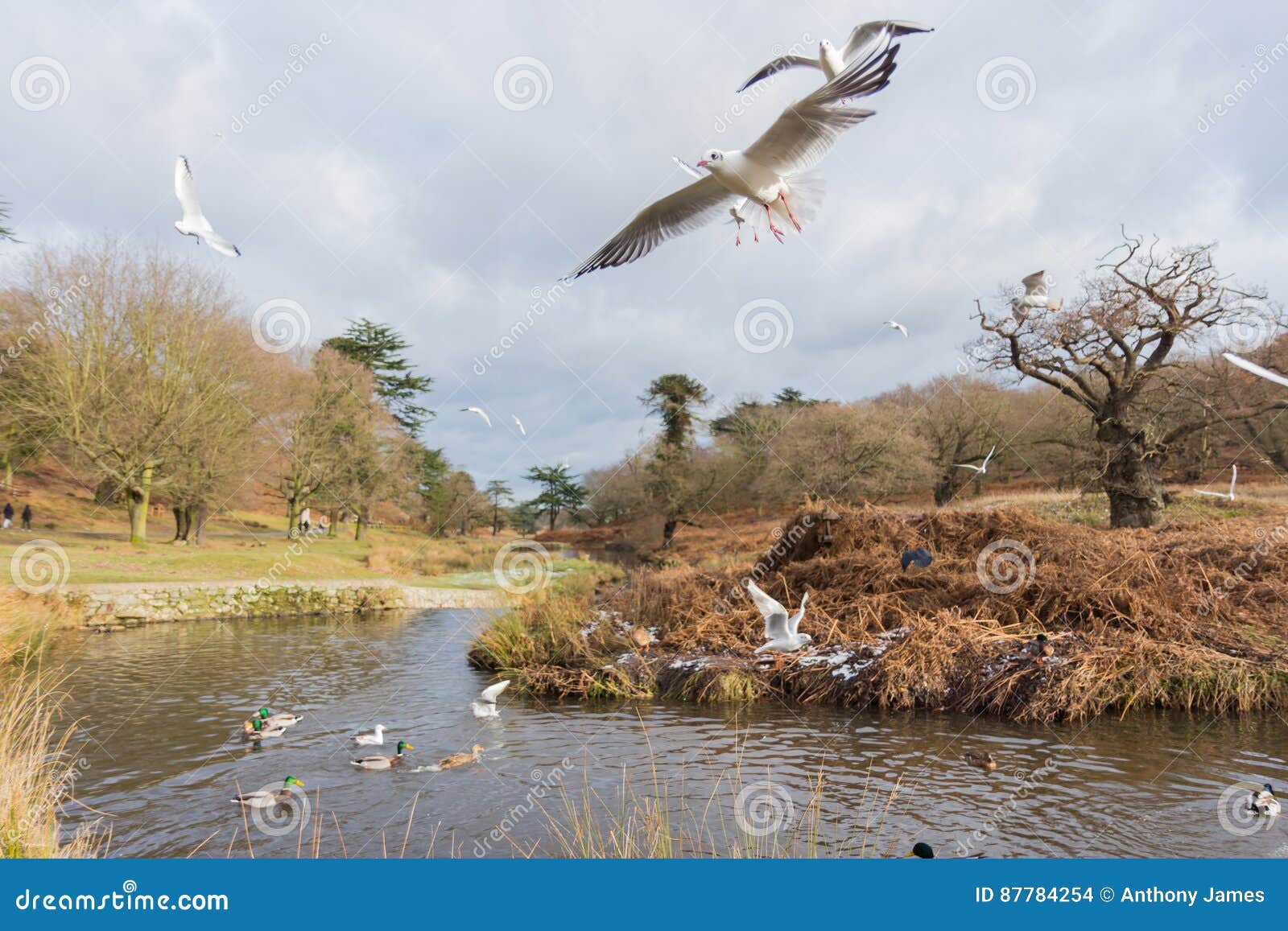 Birds Flying Over a River in a Park at Wintertime Stock Photo - Image ...