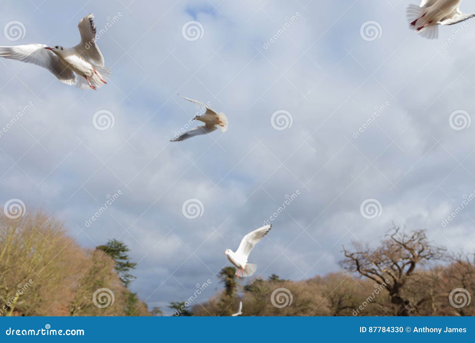 Birds Flying Over a River in a Park at Wintertime Stock Photo - Image ...